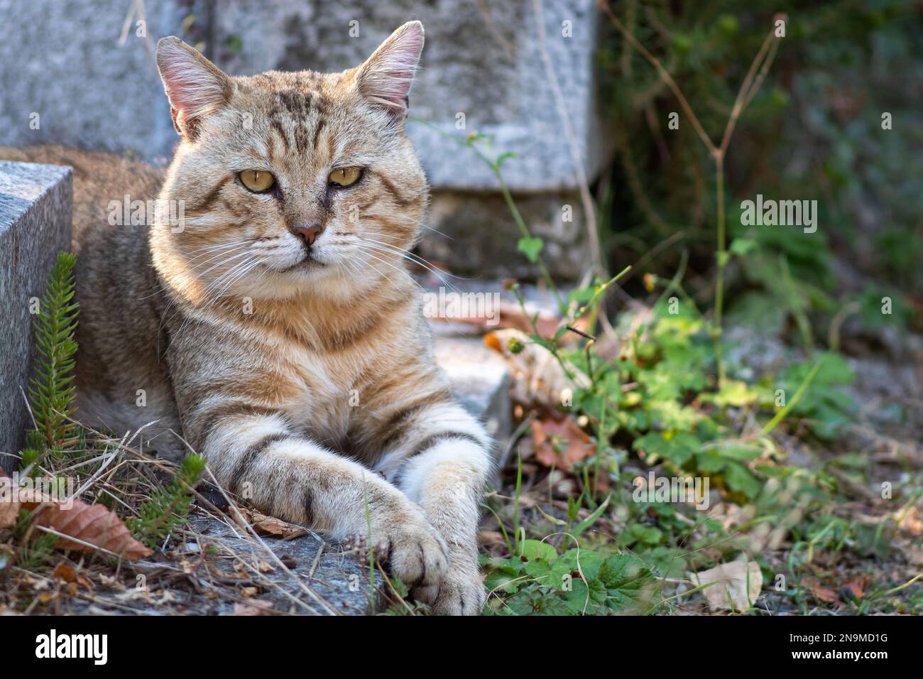 Yellow stray cat looking sad Stock Photo - Alamy
