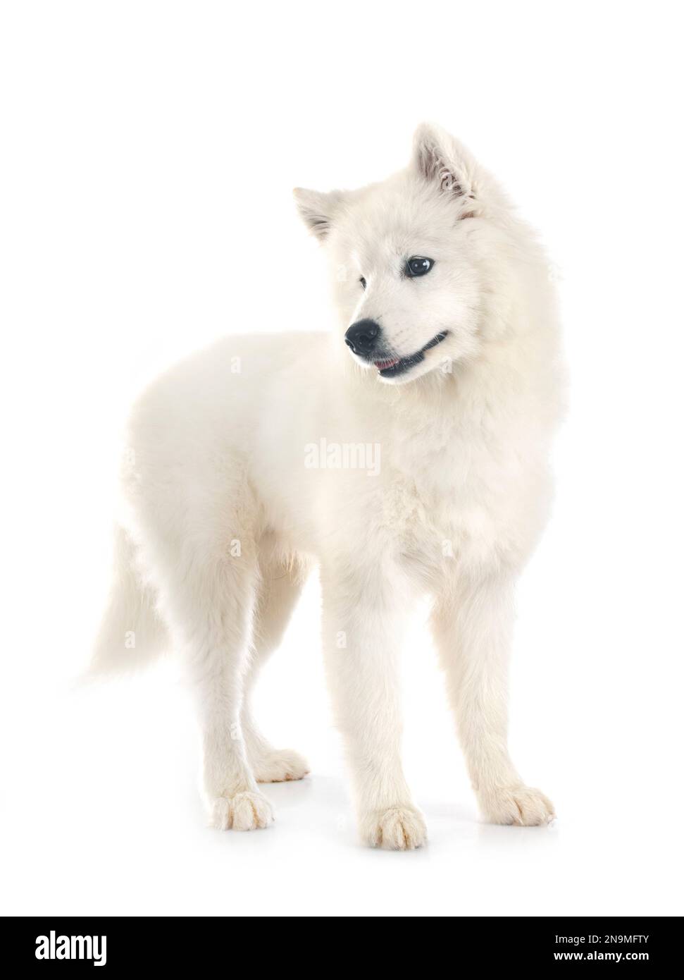 samoyed dog in front of white background Stock Photo - Alamy