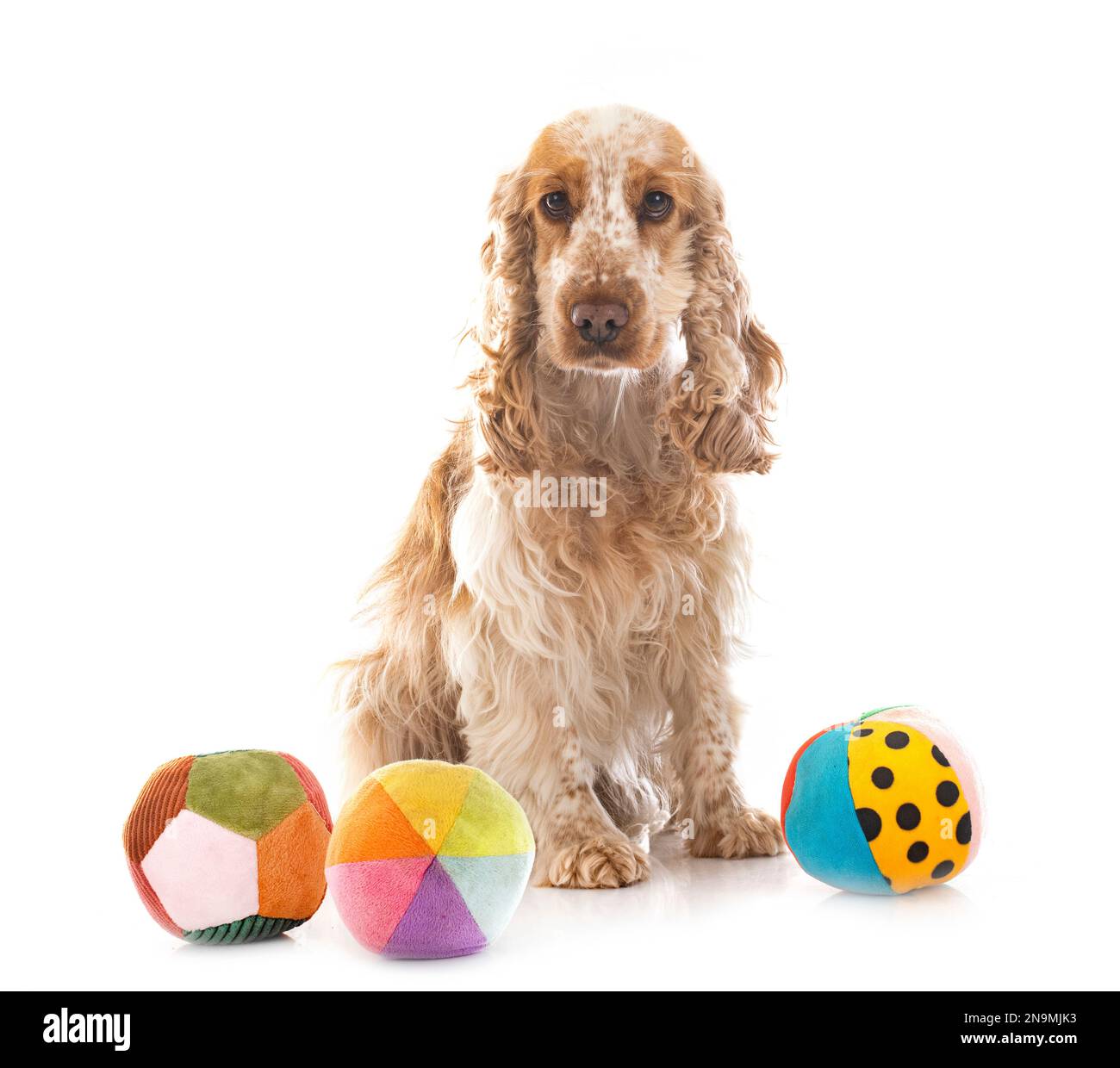 English Cocker Spaniel in front of white background Stock Photo - Alamy