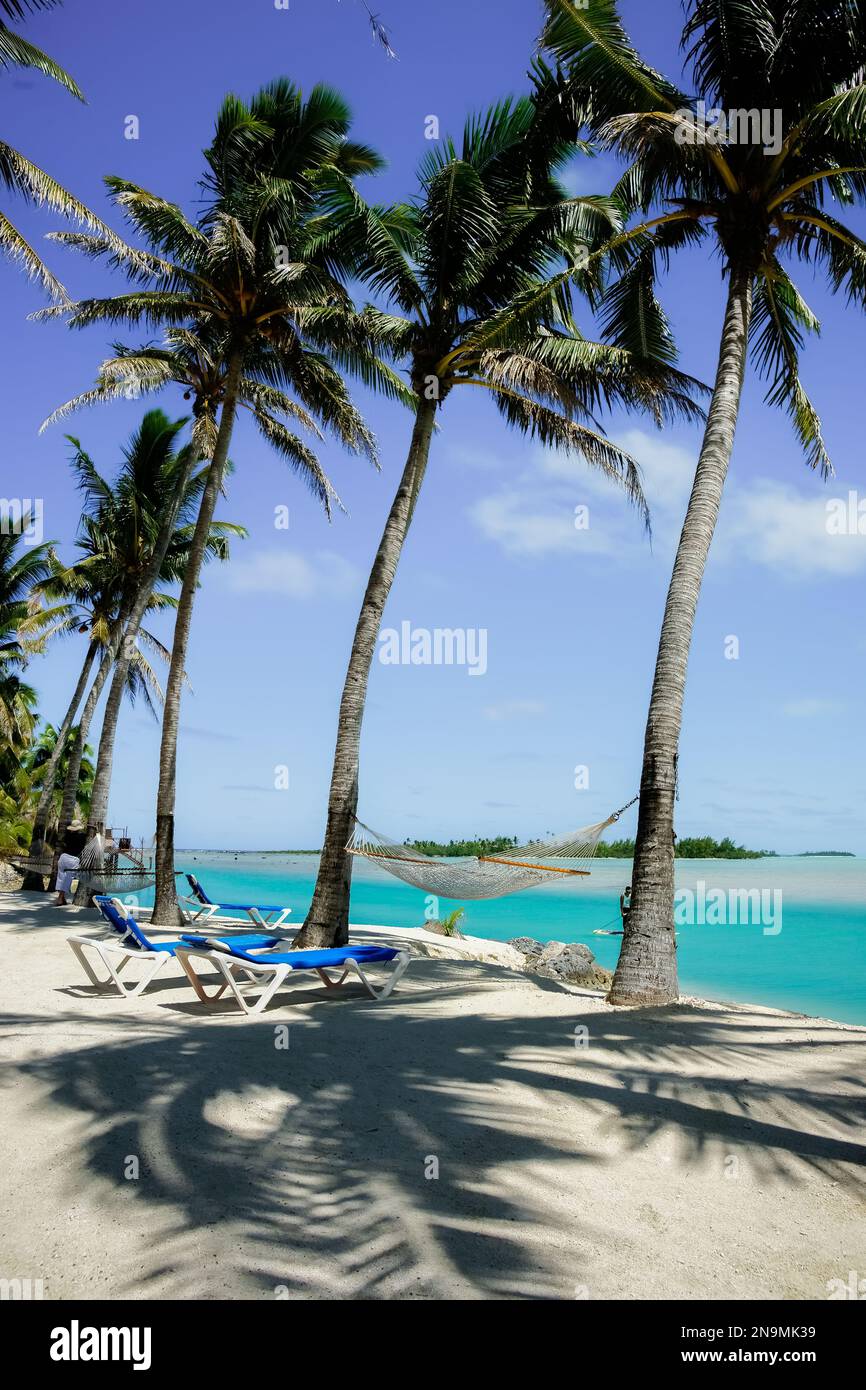 Hammock slung between tall swaying palms in shade by waters edge on ...