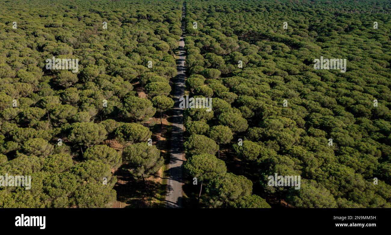 Drone view of pine forests in Coto de Doñana National Park southern ...