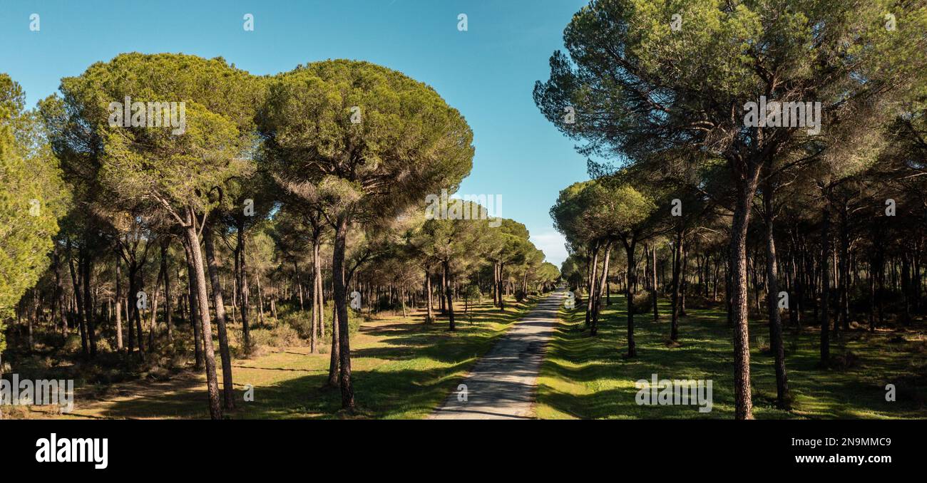 Drone view of pine forests in Coto de Doñana National Park southern ...