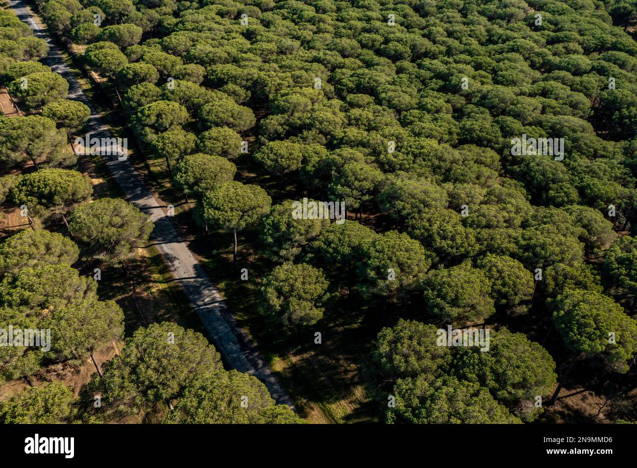 Drone view of pine forests in Coto de Doñana National Park southern ...