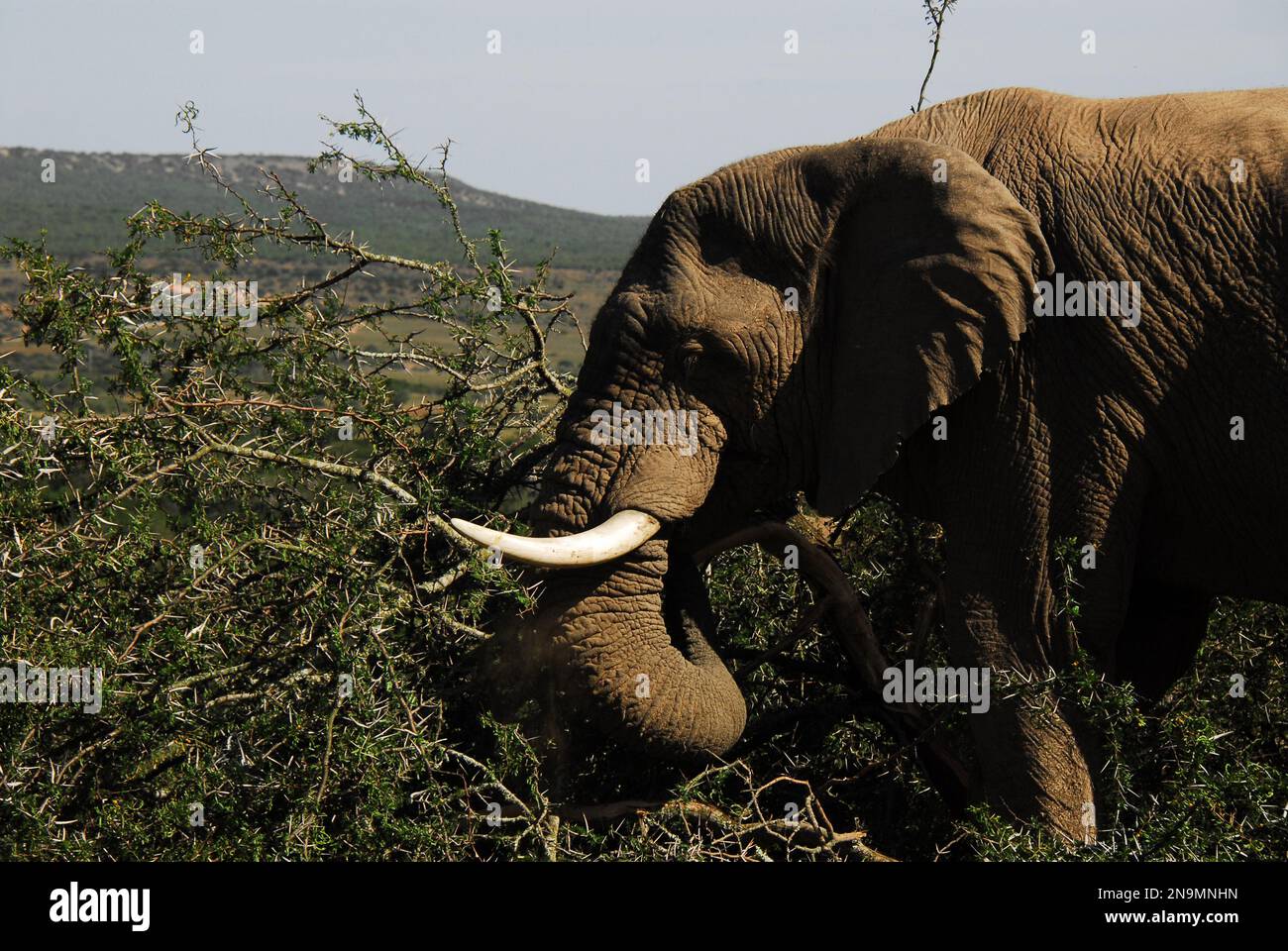 Close up of a lone Elephant standing in thorny Acacia bushes and ...