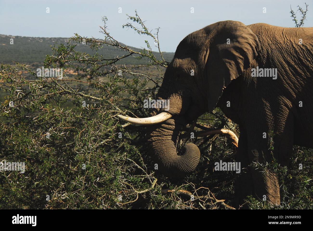 Close up of a wild Elephant ripping apart a thorny Acacia bush and ...