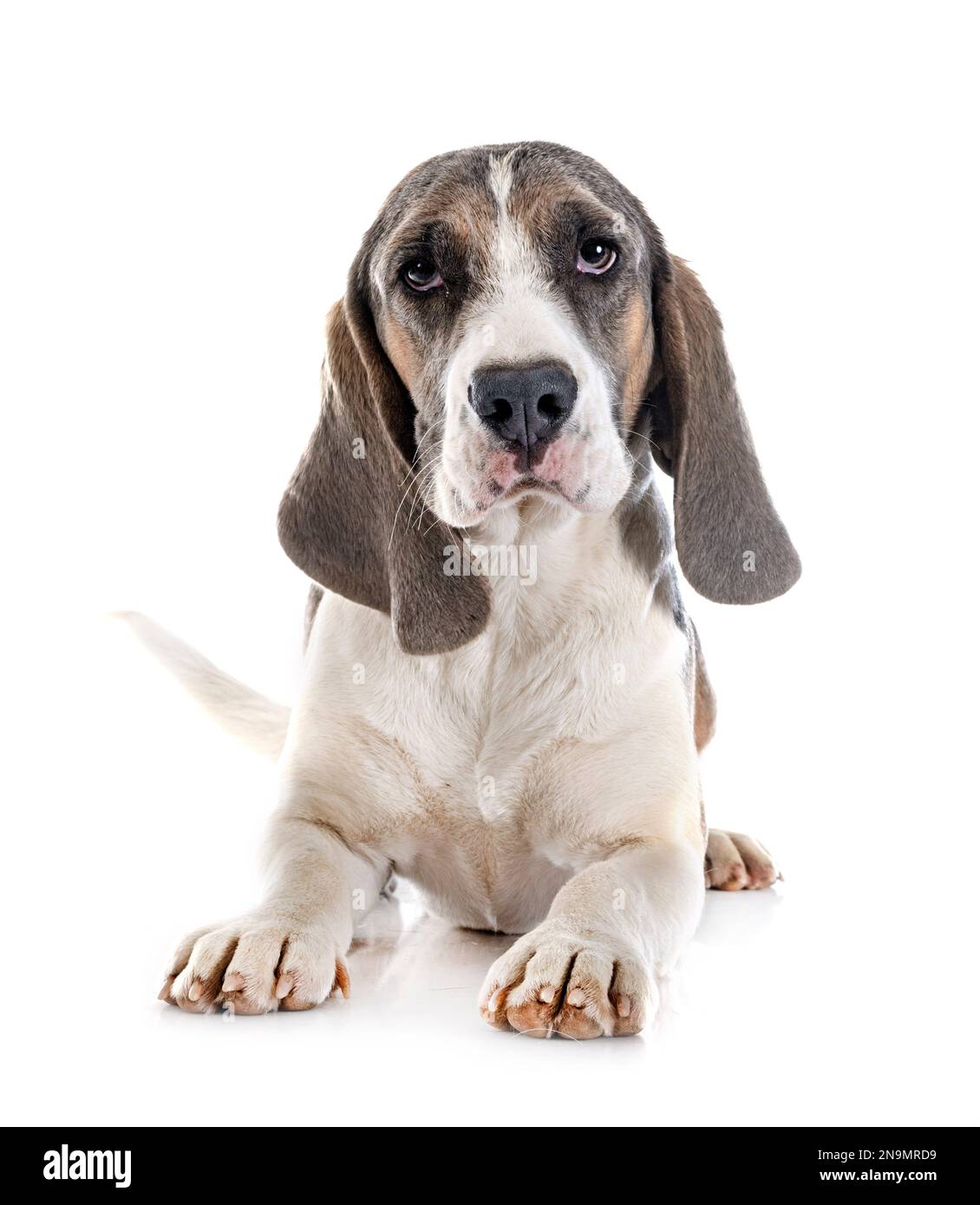 young beagle in front of white background Stock Photo - Alamy
