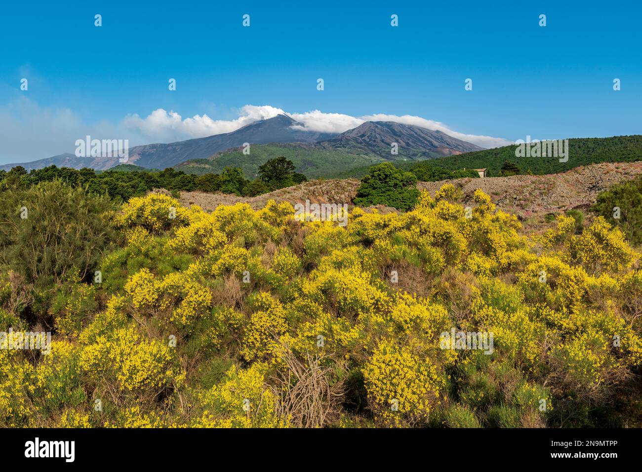 The Mount Etna broom (Genista aetnensis) in flower, a spectacular sight ...