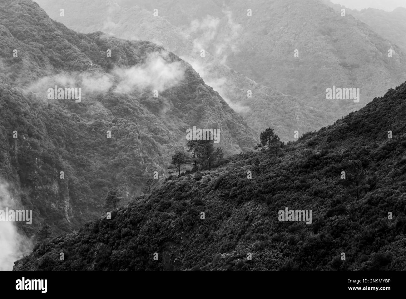 Black and White Photo Mountain route with fog and clouds in trees on ...