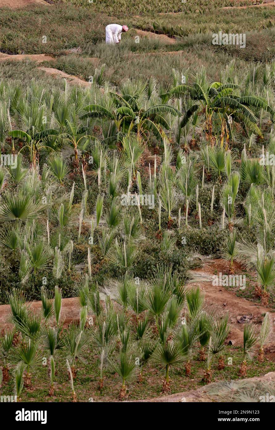 A farmer harvests his crop on a farm in Al-Diriyah city on the ...