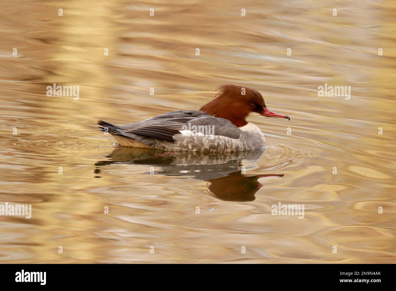 Female Common Goosander Stock Photo - Alamy