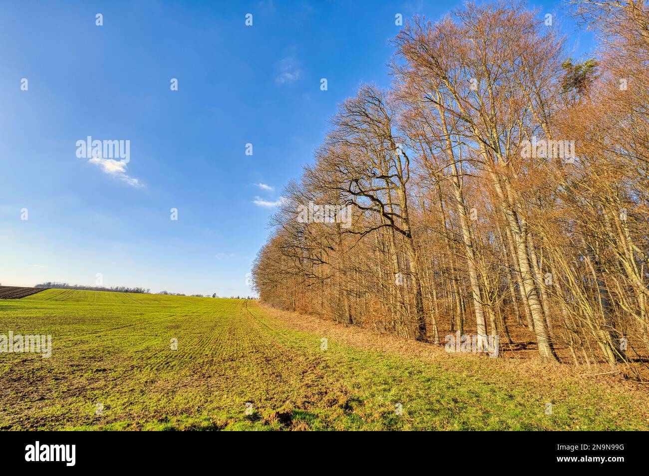 Edge of the forest in the early year in february in germany, sunny day ...