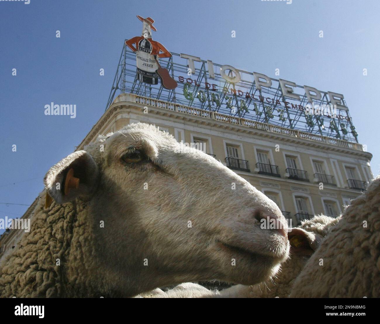 File - In this Nov. 12, 2006 file photo, sheep are driven beneath the ...