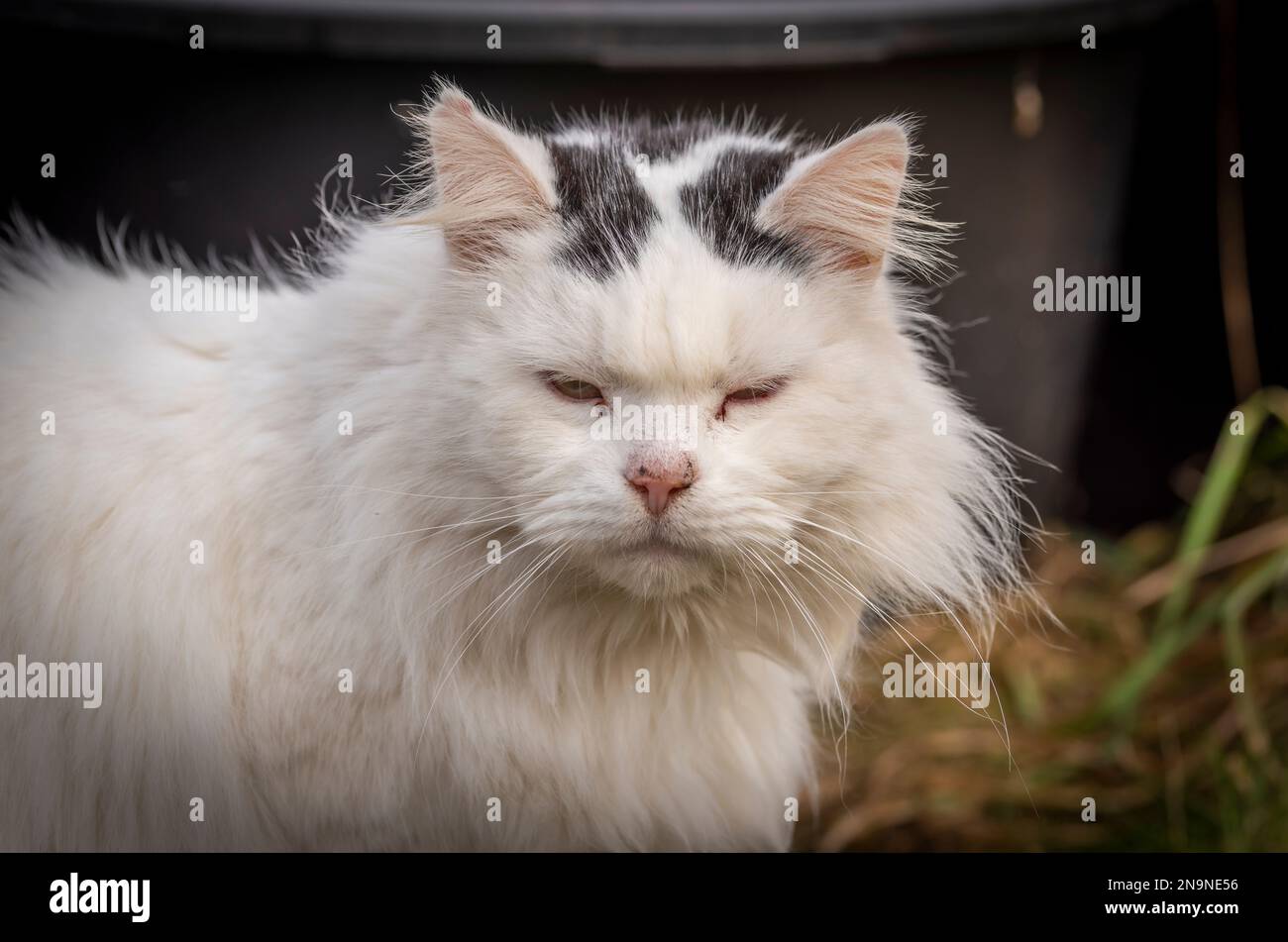White male cat with curved mouth outside in winter day without cold ...