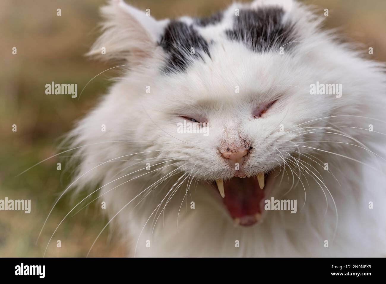 White male cat with curved mouth outside in winter day without cold ...