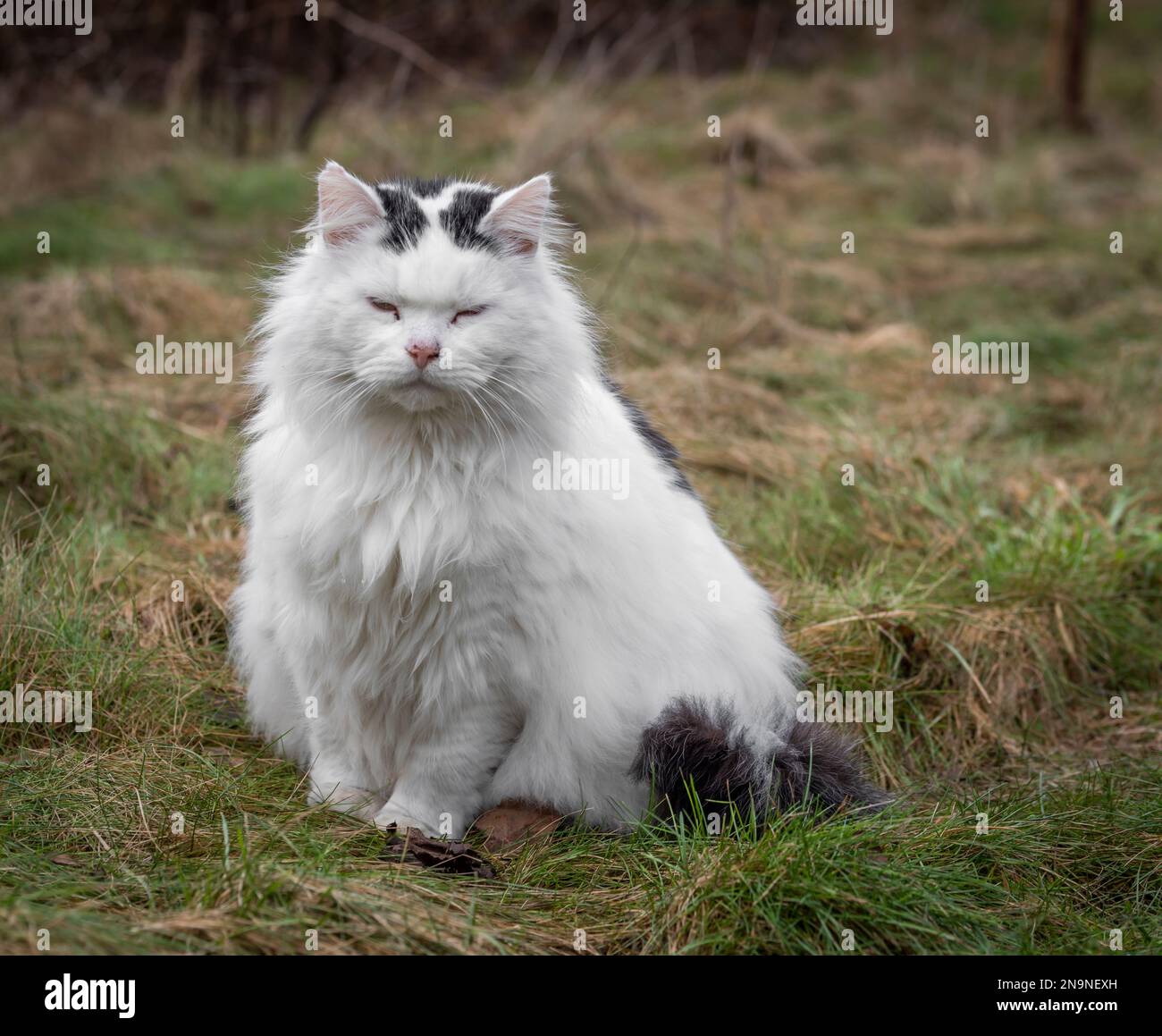 White male cat with curved mouth outside in winter day without cold ...