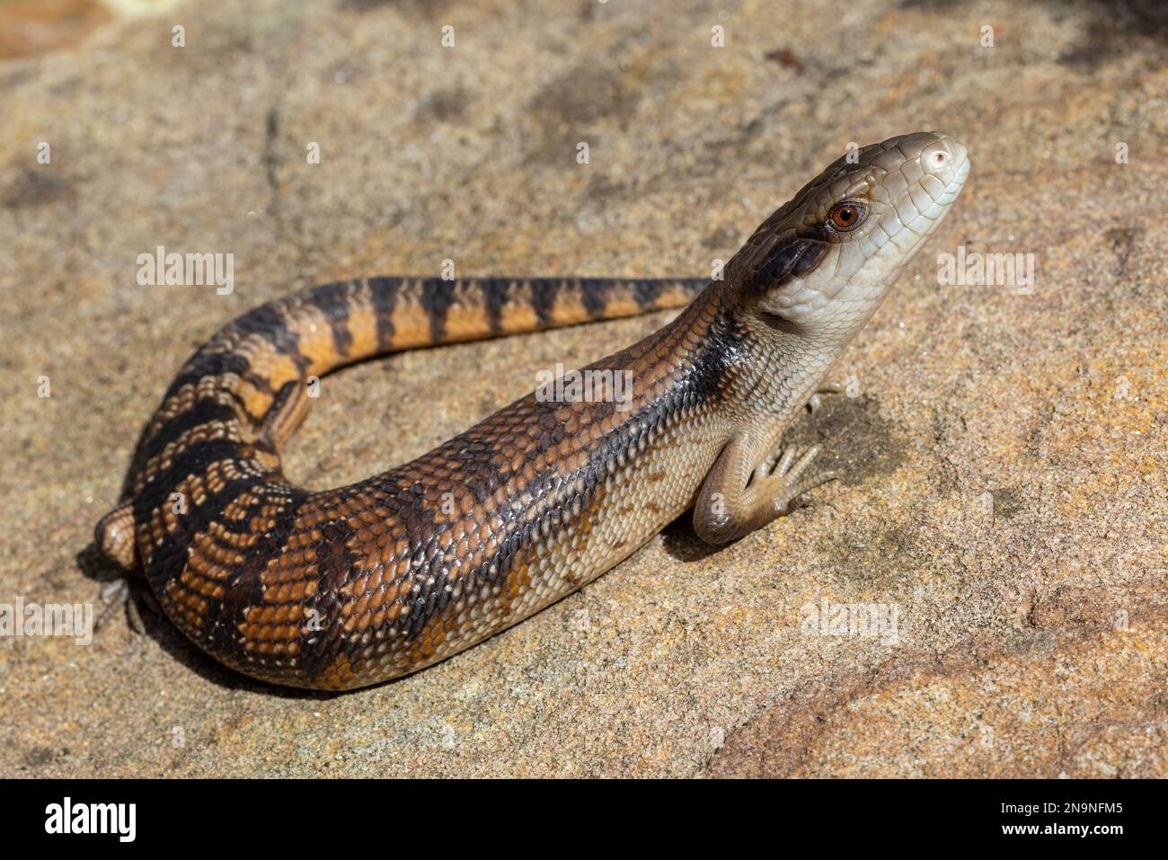 Australian Eastern Blue-tongue Lizard basking on sandstone rock Stock ...