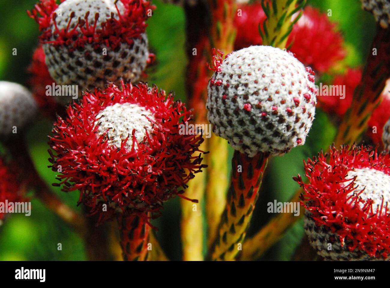 Close Up of the rare, uniquely colorful Berzelia Stokoei fynbos ...