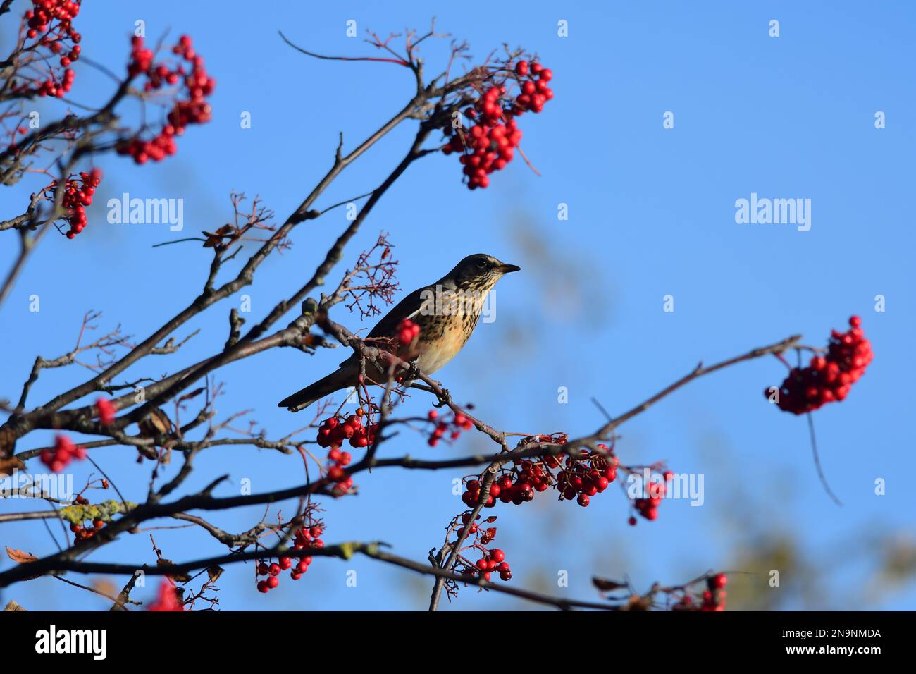 Fieldfare in sunshine hi-res stock photography and images - Alamy