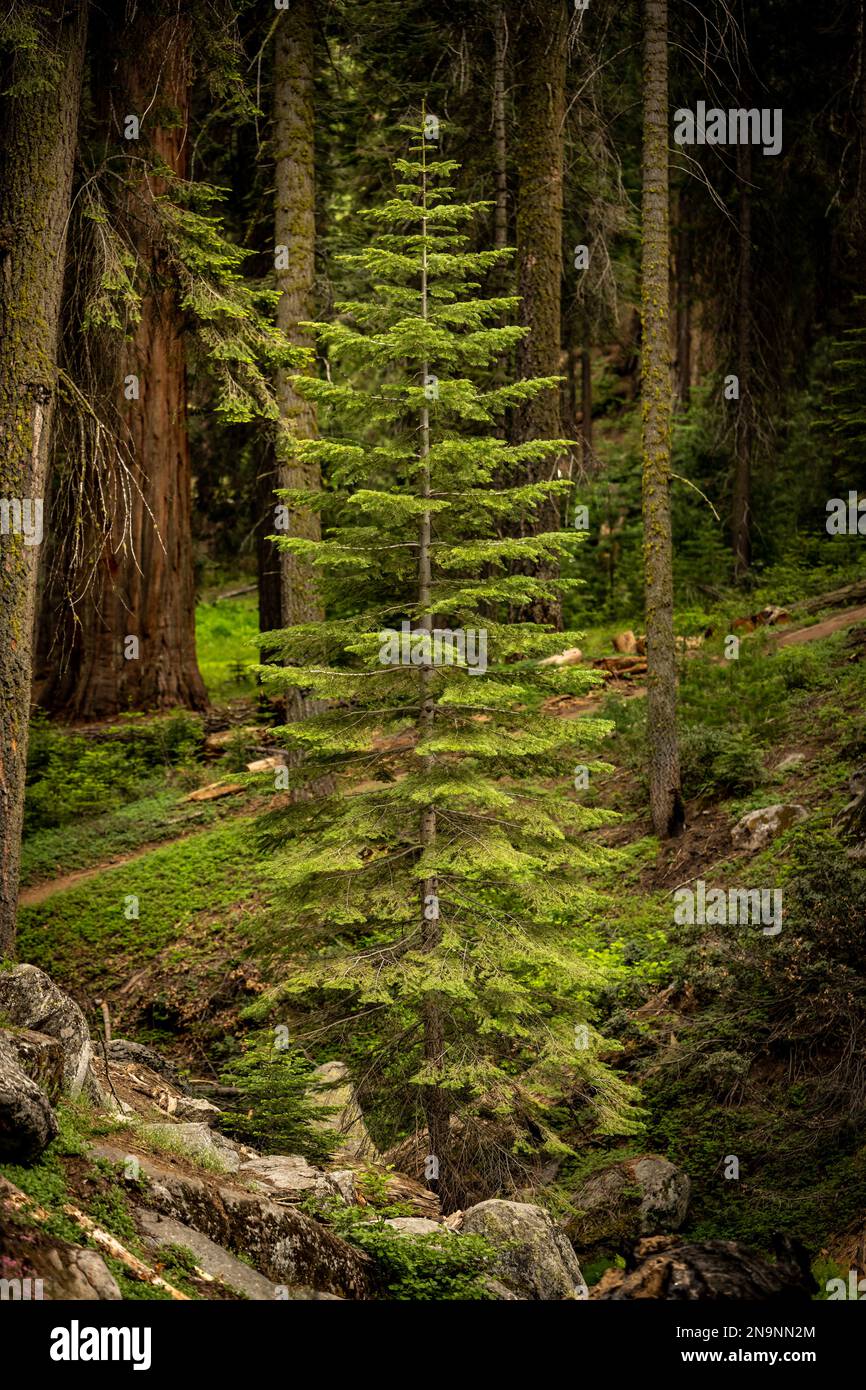 Pine Tree with Distinct Layers Grows in Sierra Forest in California Stock Photo - Alamy