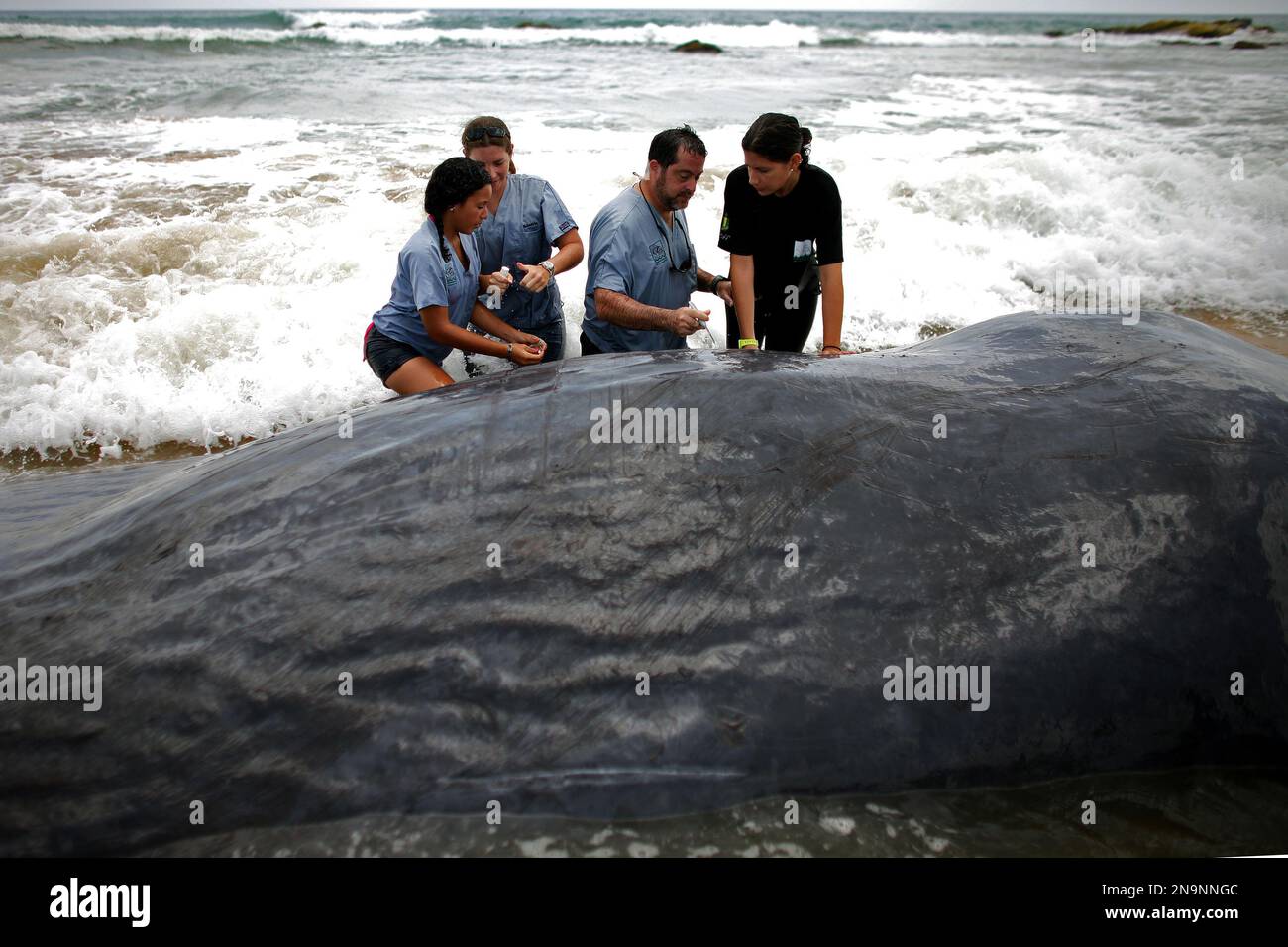 Marine biologist Antonio Mignucci of the Manatee Conservation Center at ...