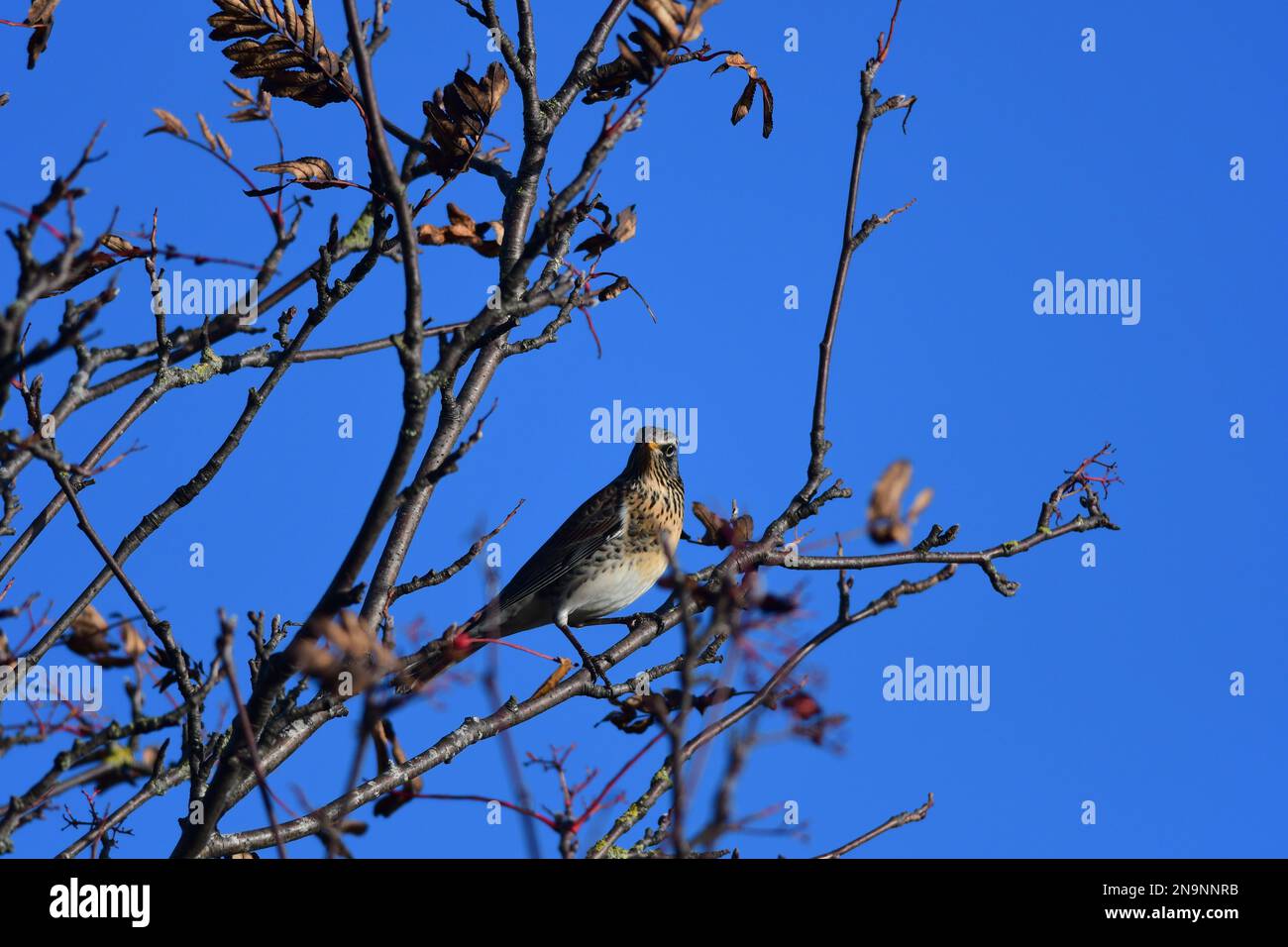 Fieldfare in sunshine hi-res stock photography and images - Alamy