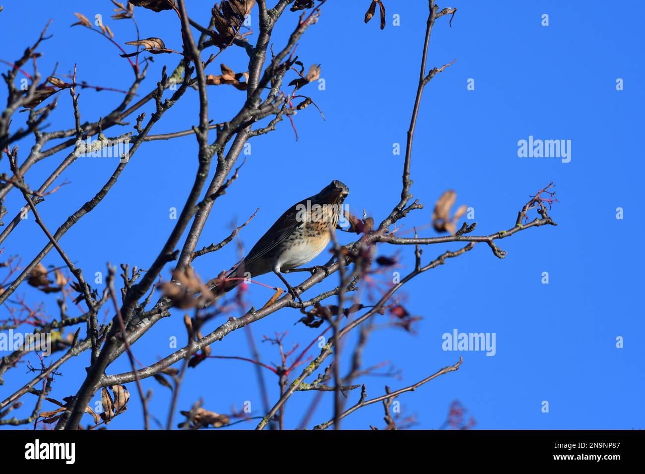 Fieldfare in sunshine hi-res stock photography and images - Alamy