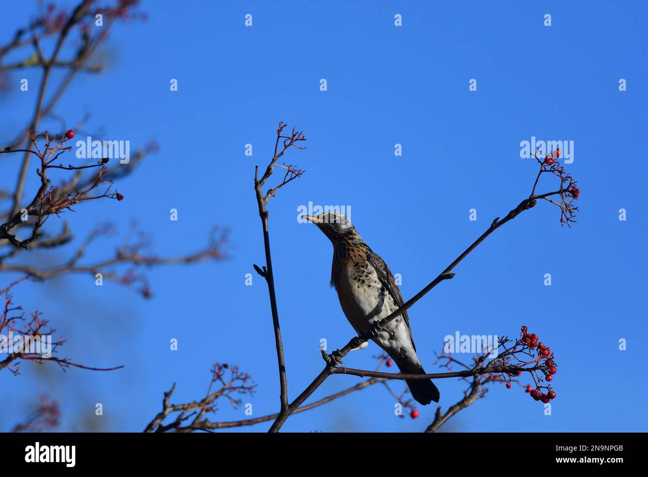 Fieldfare in sunshine hi-res stock photography and images - Alamy