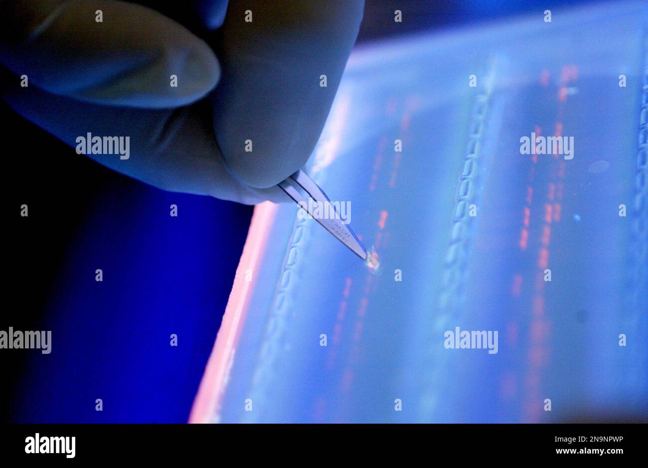 FILE - In this April 19, 2007 file photo, a lab officer cuts a DNA ...