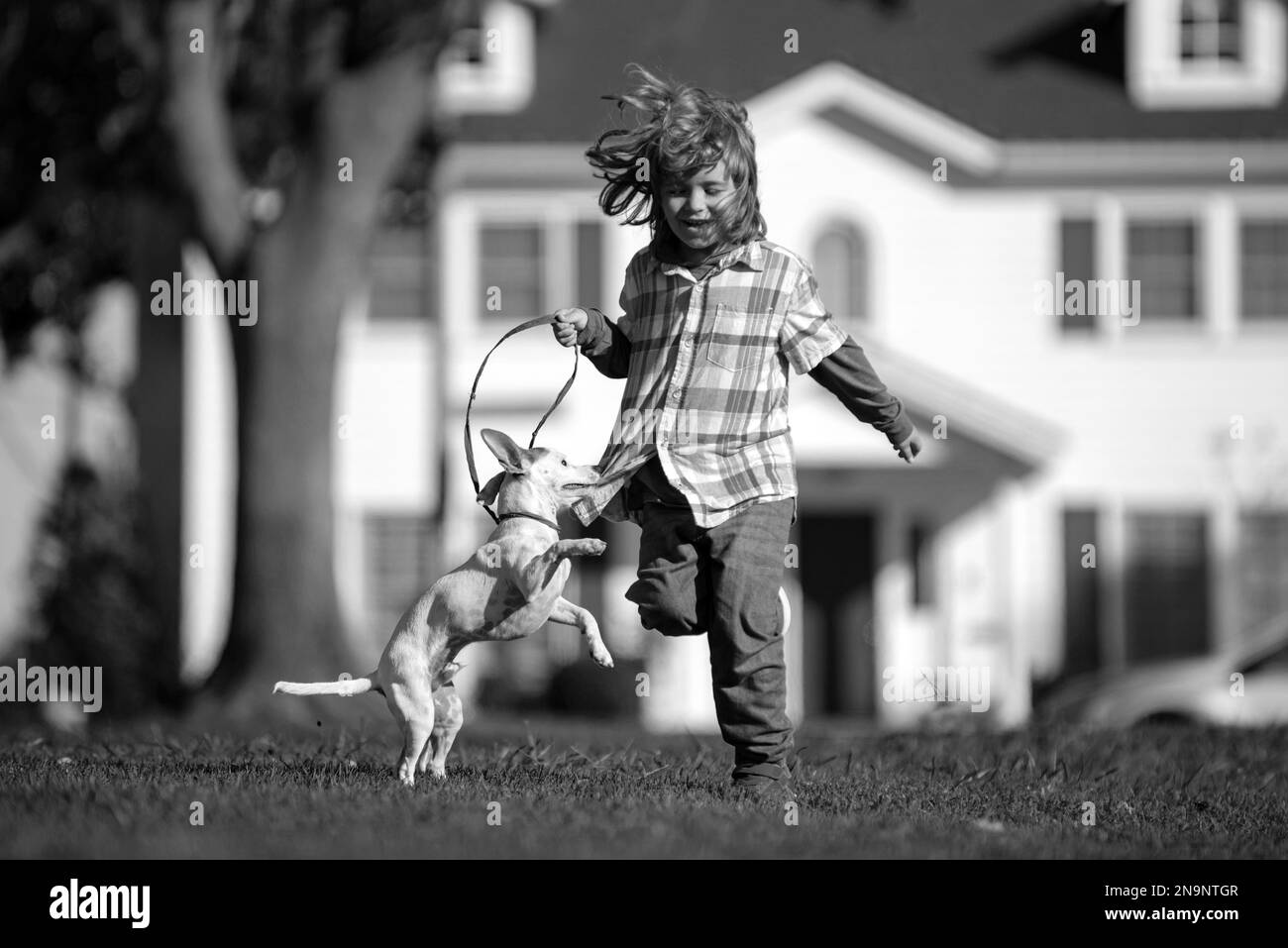 Dog with leash running with handler. Little boy on a background of ...