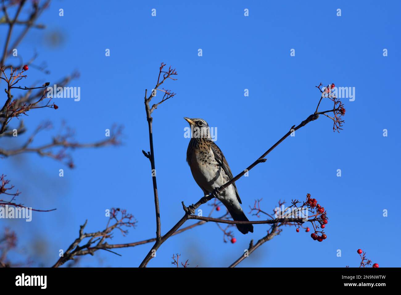 Fieldfare in sunshine hi-res stock photography and images - Alamy