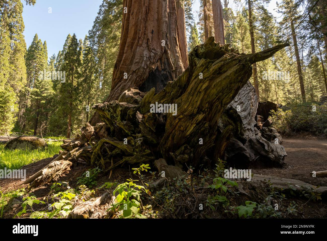 Root Of Giant Sequoia Lays At The Base Of Another Sequoia in Kings ...