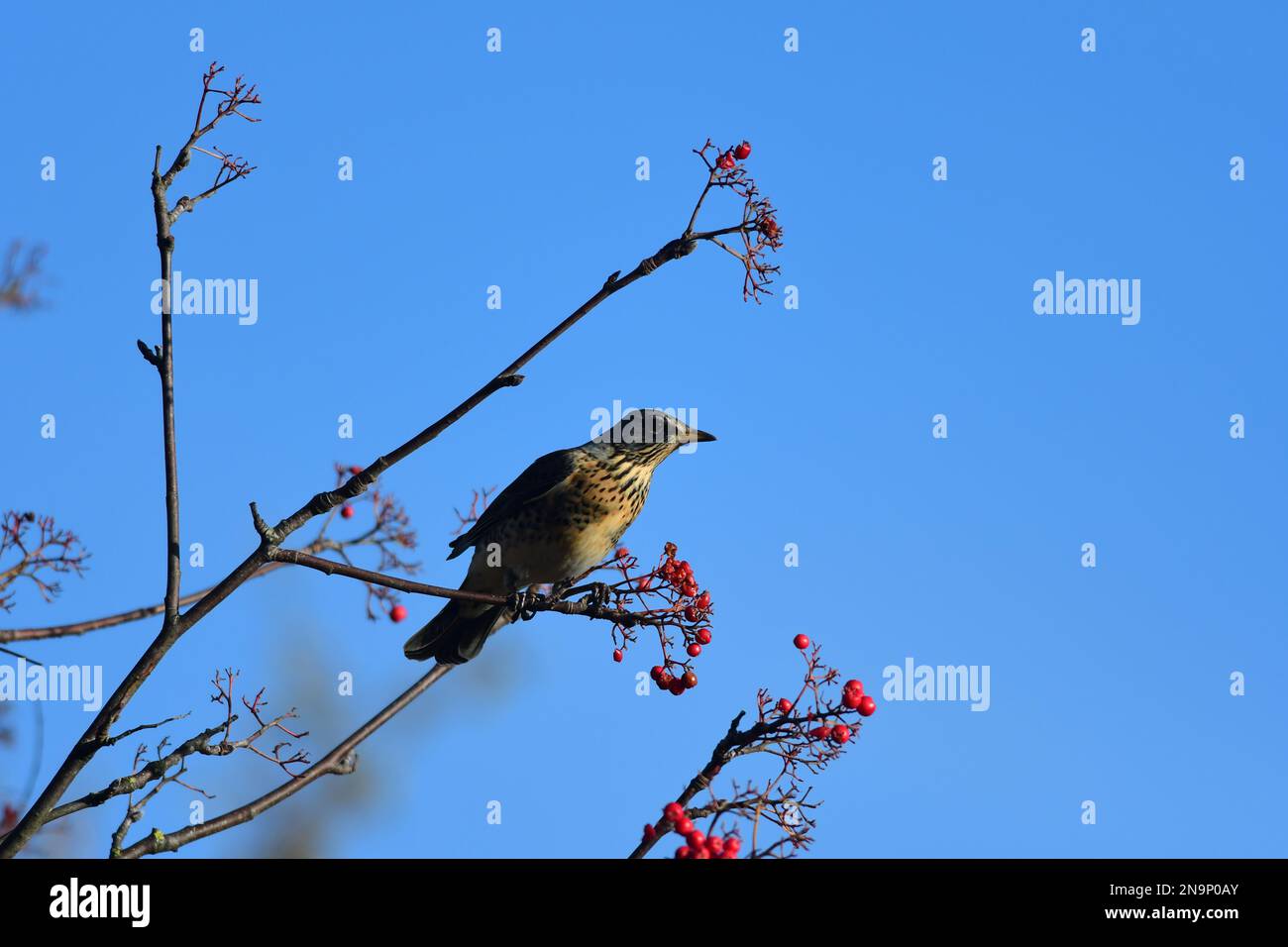 Fieldfare in sunshine hi-res stock photography and images - Alamy