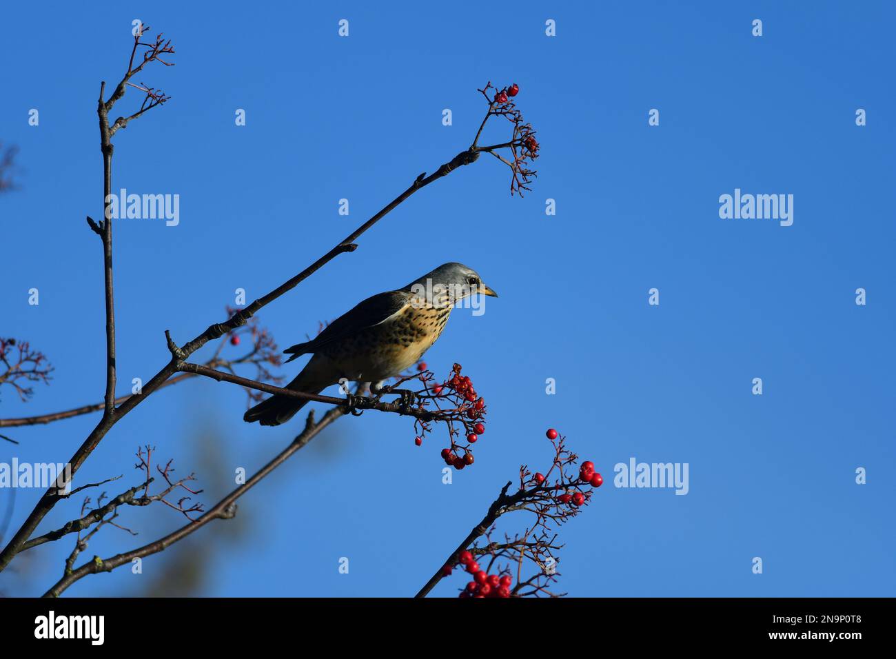 Fieldfare in sunshine hi-res stock photography and images - Alamy