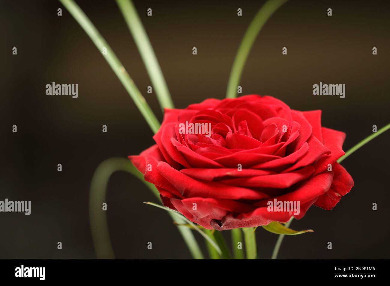 Beautiful red rose valentine wedding and love Stock Photo - Alamy