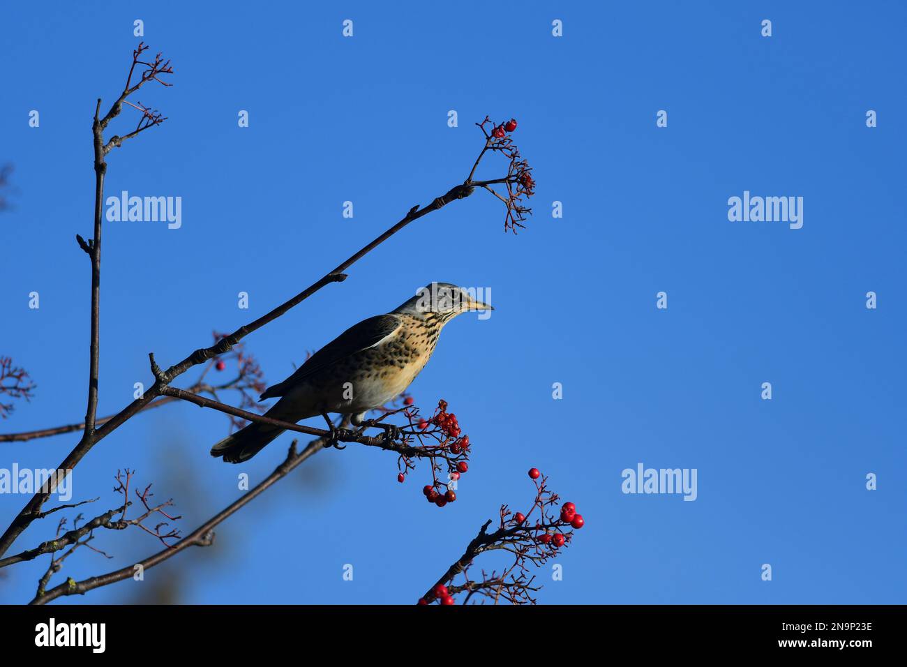 Turdus pilaris fieldfare feeding hi-res stock photography and images ...