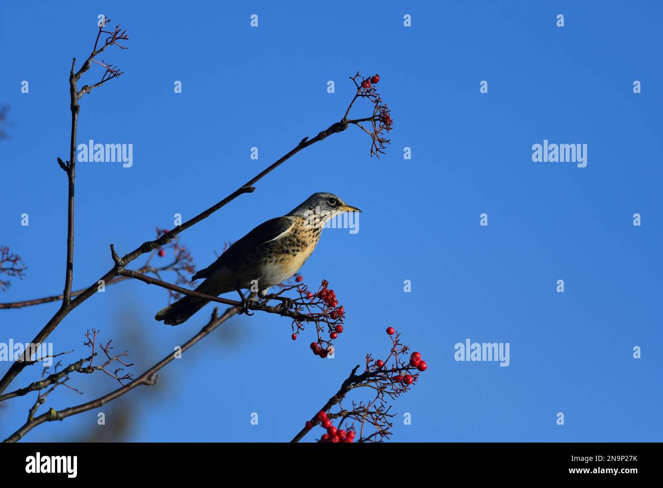 Fieldfare in sunshine hi-res stock photography and images - Alamy