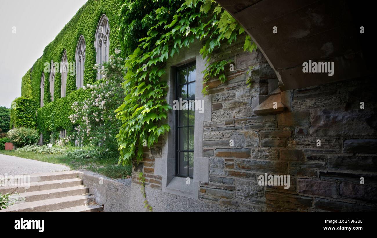 Old building exterior with vine plants Stock Photo - Alamy