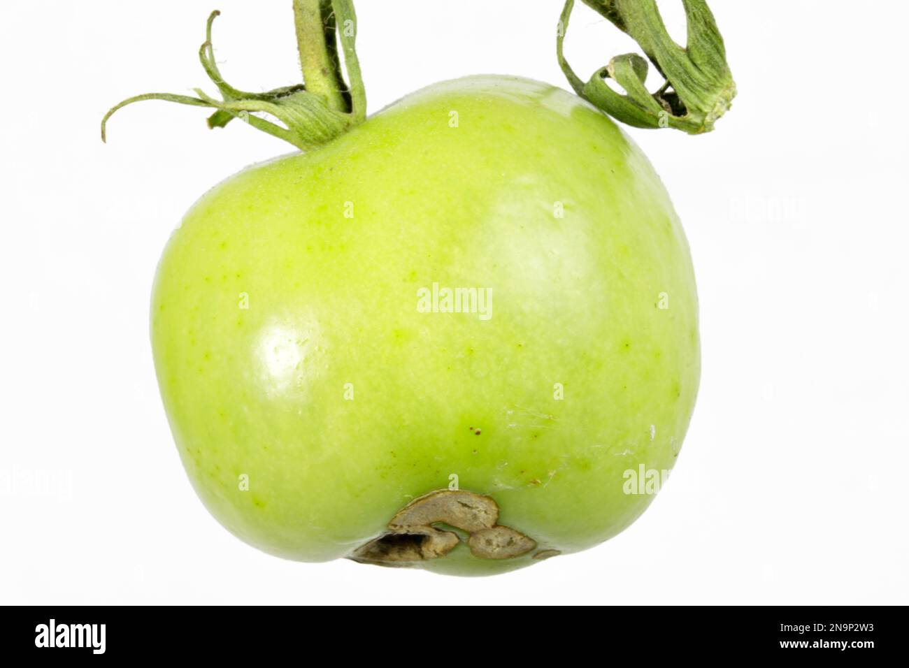 Tomato fruit plant green Cut Out Stock Images & Pictures - Alamy