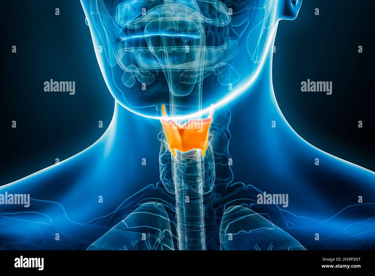 Male anatomy hi-res stock photography and images - Alamy