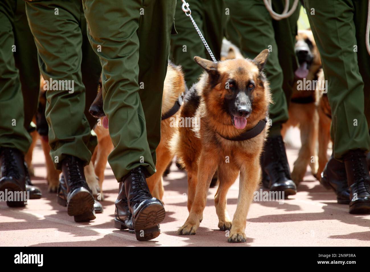 Kenya General Service unit with dogs during a march past at the Nyayo ...