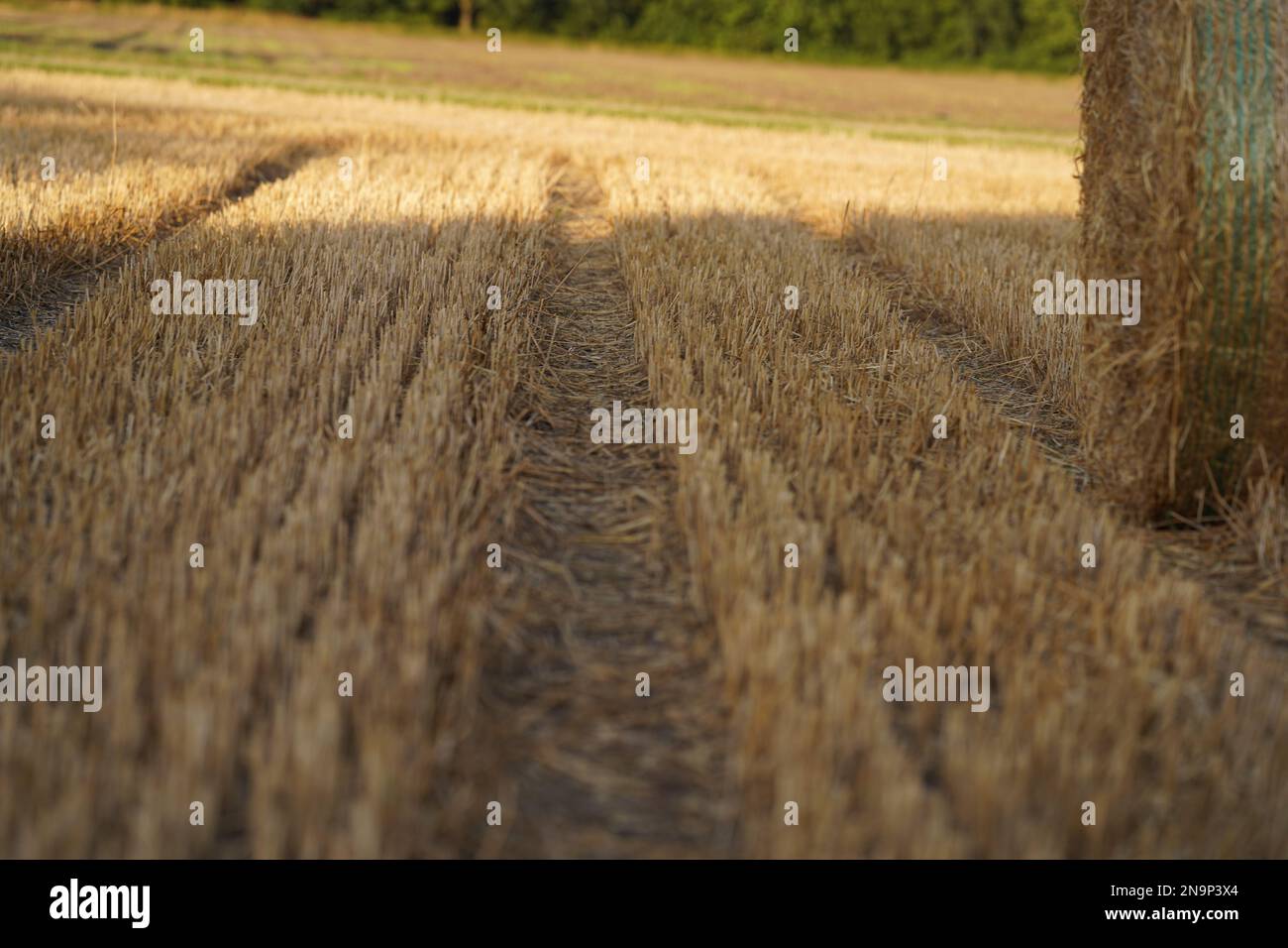 Haystack or hay straw. Mowed dry grass hay in stack on farm field. Hay ...