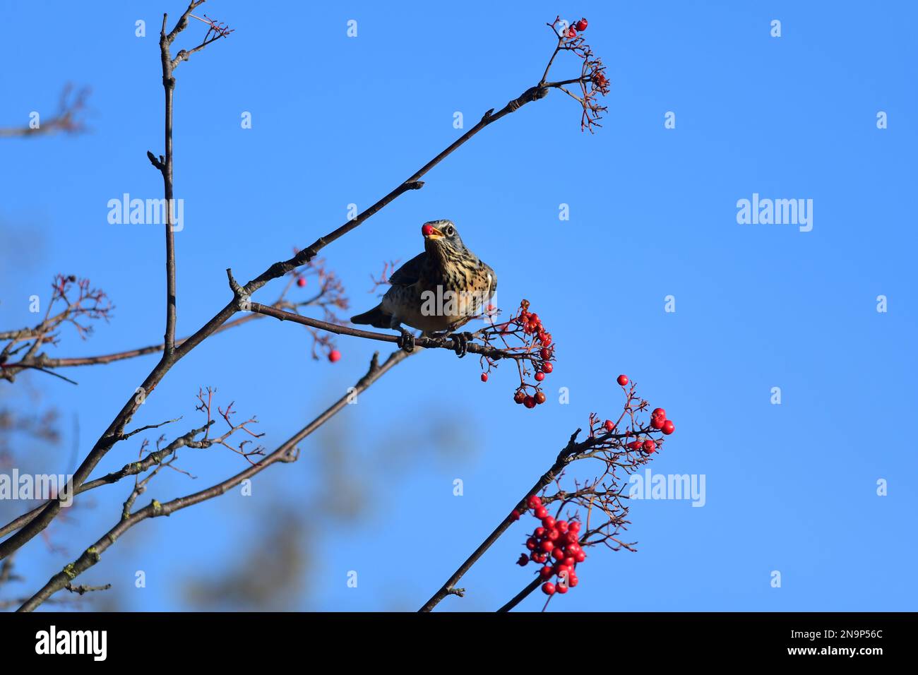 Fieldfare in sunshine hi-res stock photography and images - Alamy