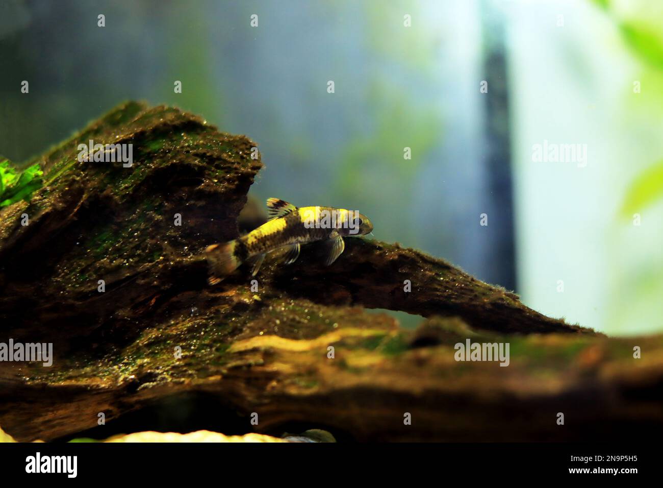 Little yellow fishes underwater hi-res stock photography and images - Alamy