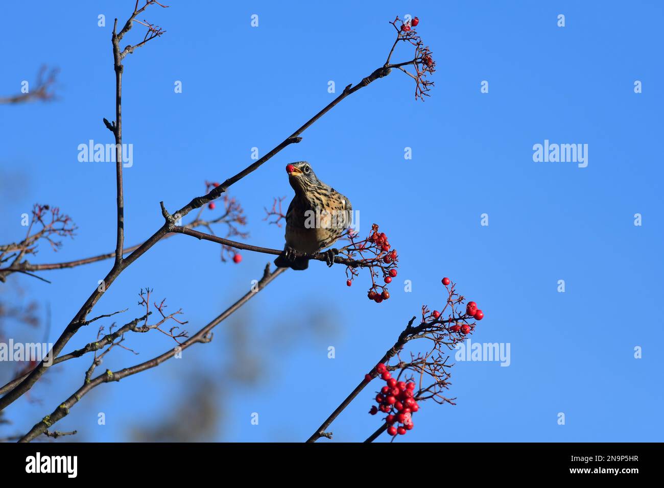 Fieldfare in sunshine hi-res stock photography and images - Alamy