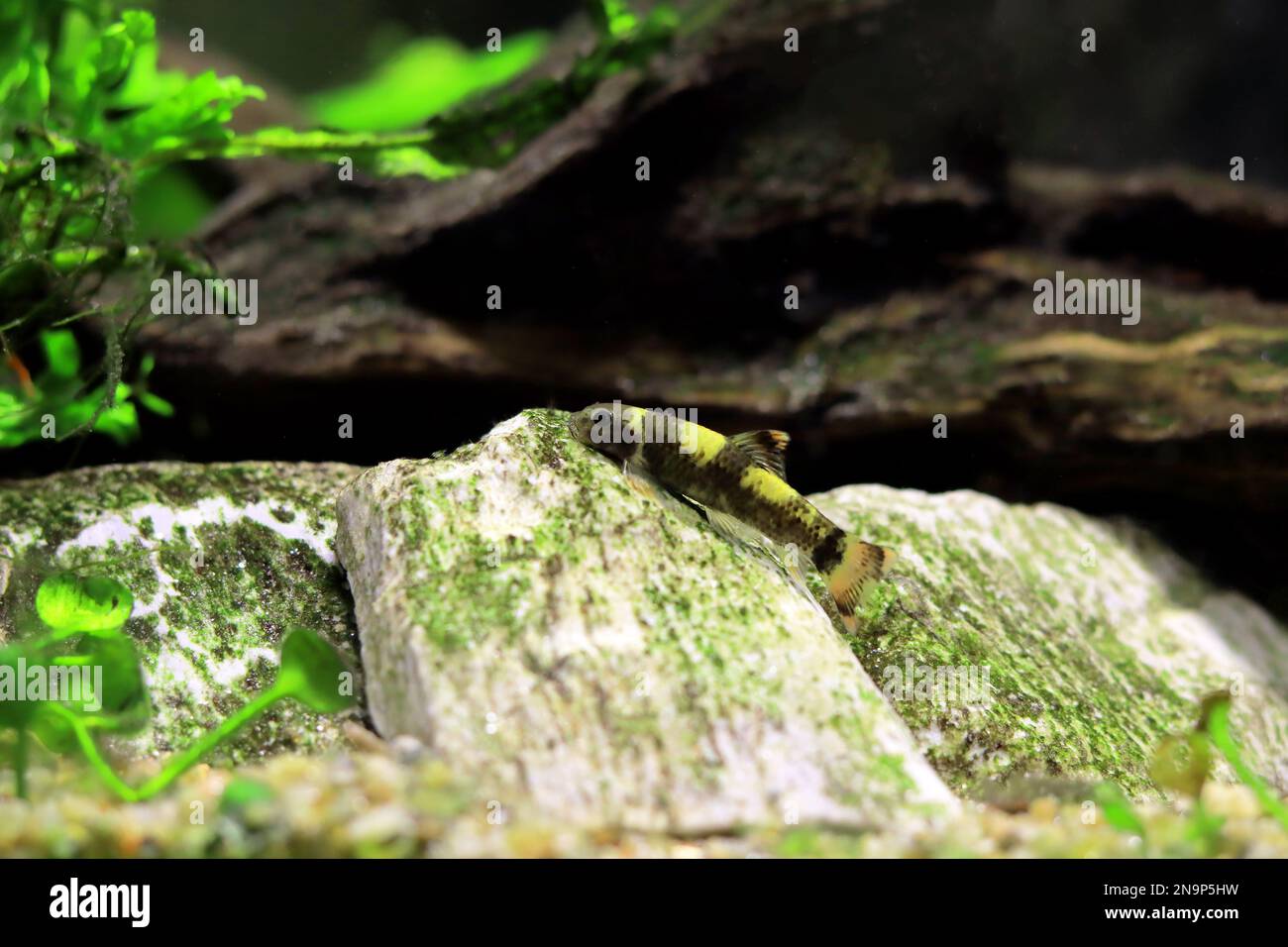 Panda garra freshwater fish - Garra flavatra Stock Photo - Alamy