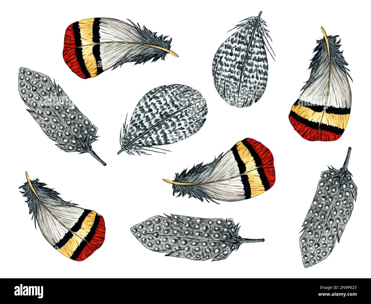 Hand drawn watercolor feathers isolated on white background ...