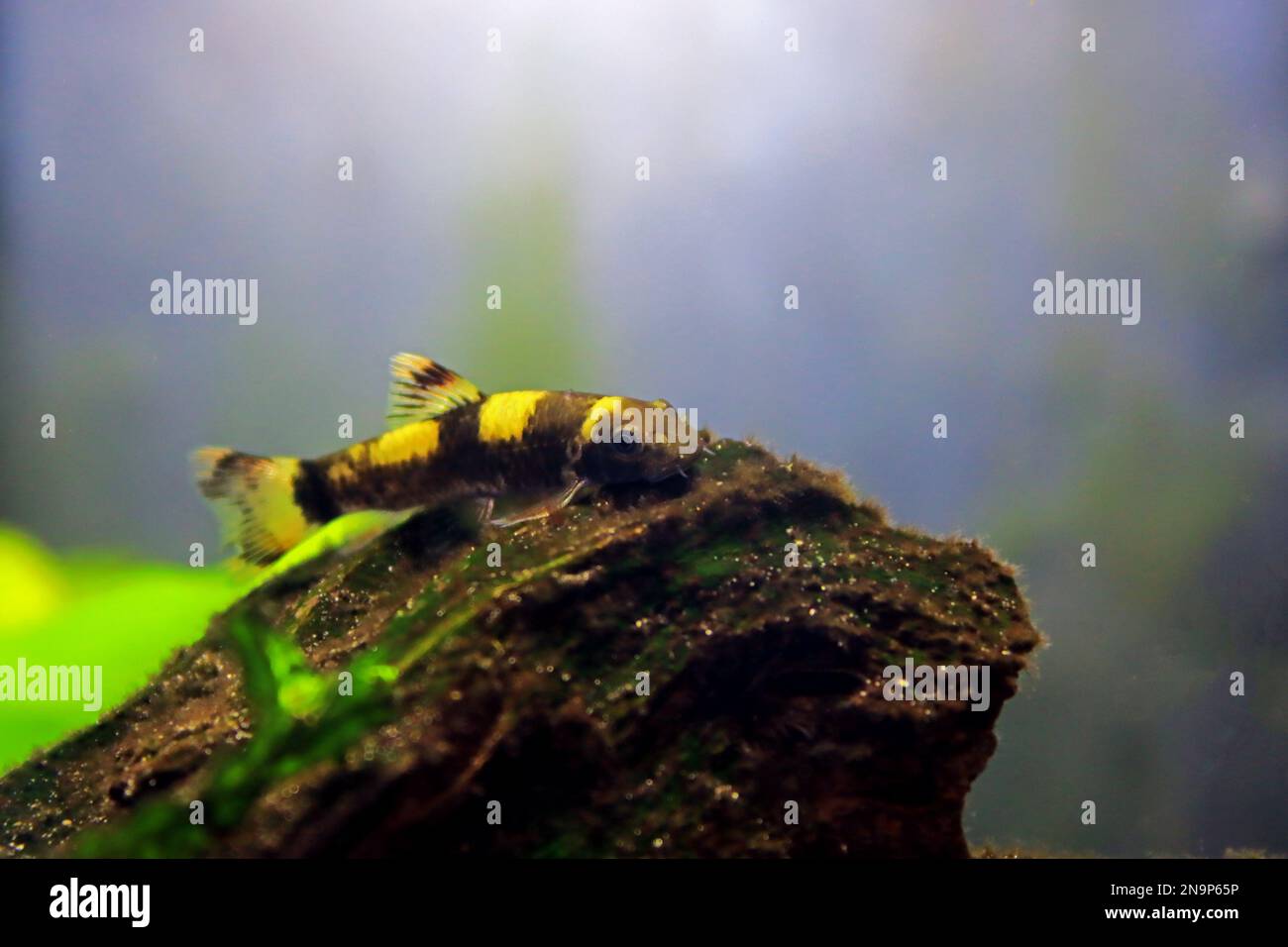 Panda garra freshwater fish - Garra flavatra Stock Photo - Alamy