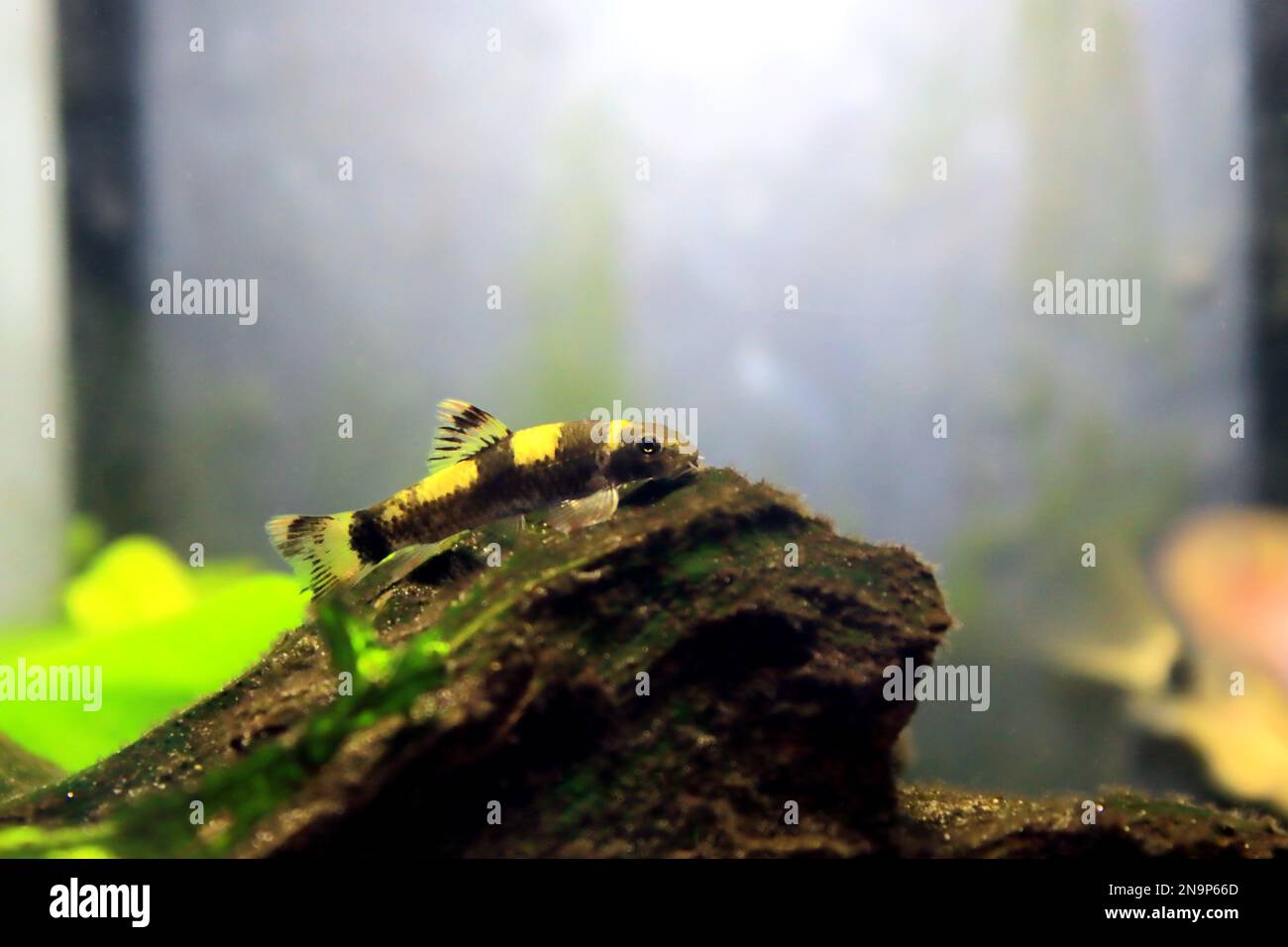 Panda garra freshwater fish - Garra flavatra Stock Photo - Alamy