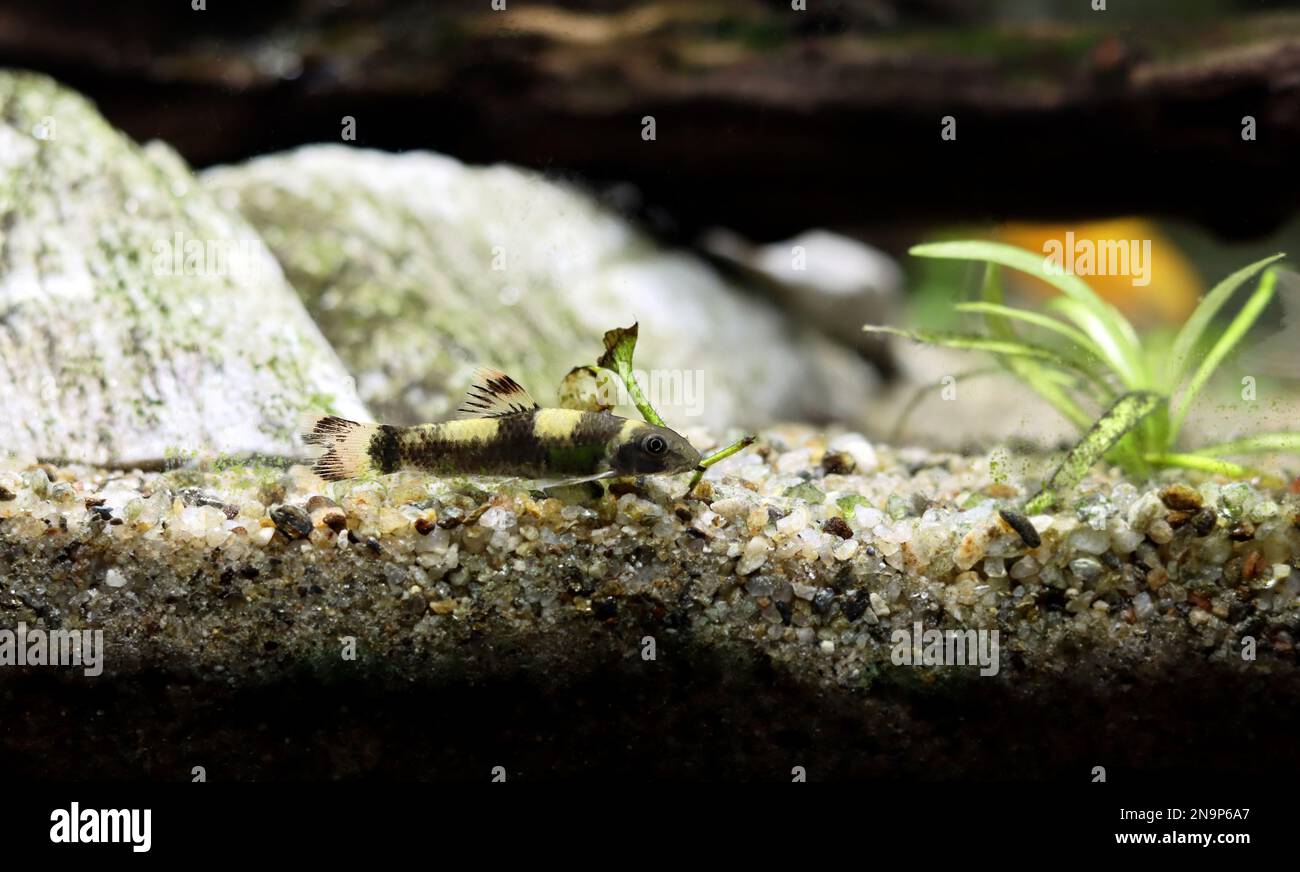 Panda garra freshwater fish - Garra flavatra Stock Photo - Alamy