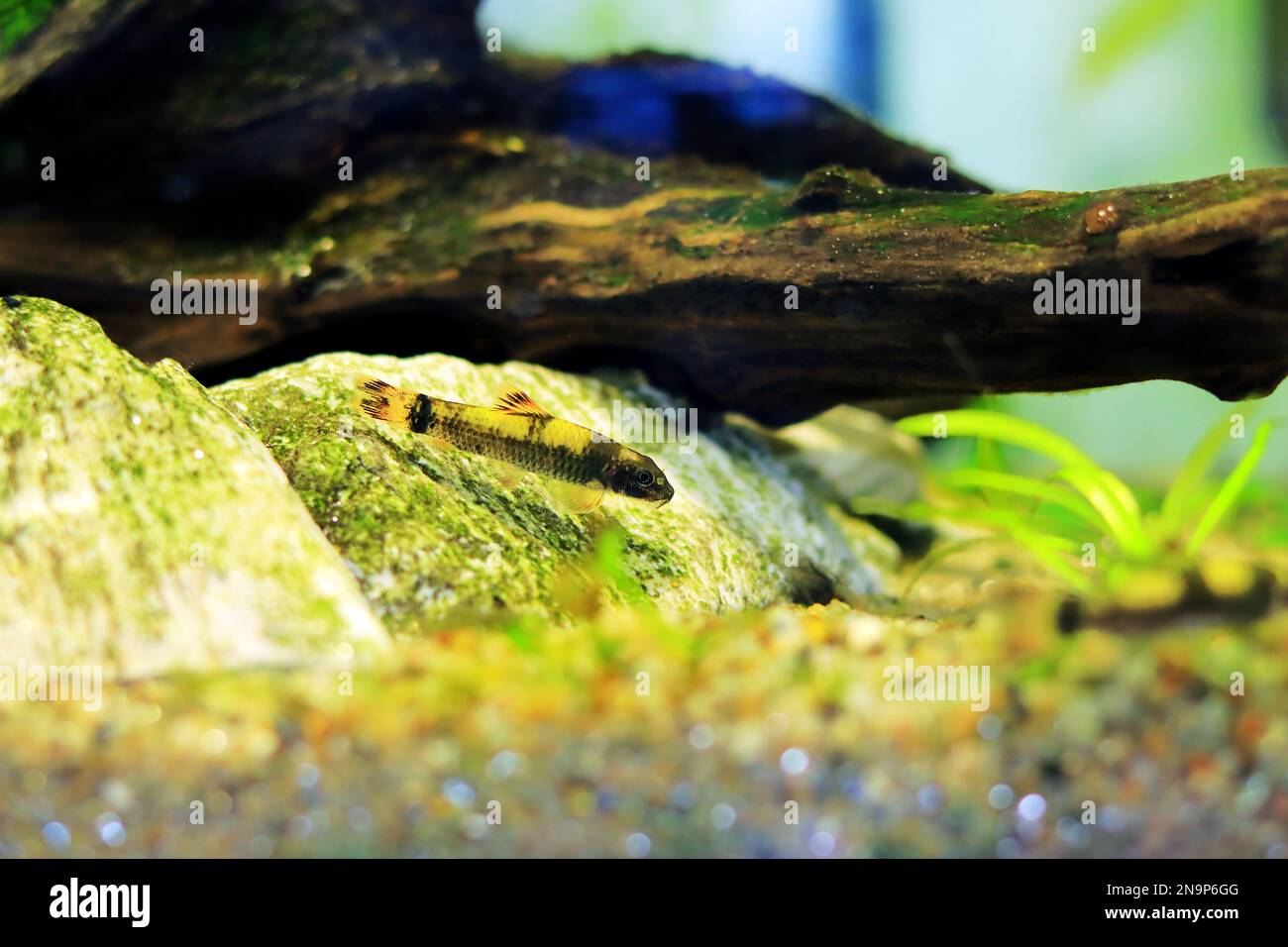 Panda garra freshwater fish - Garra flavatra Stock Photo - Alamy